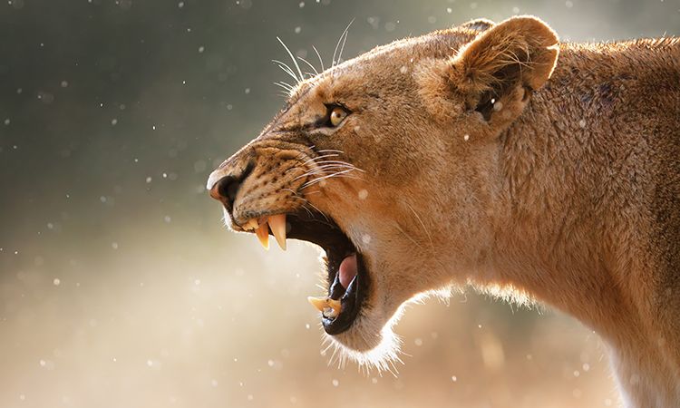 De kracht van boosheid • Power of Presence